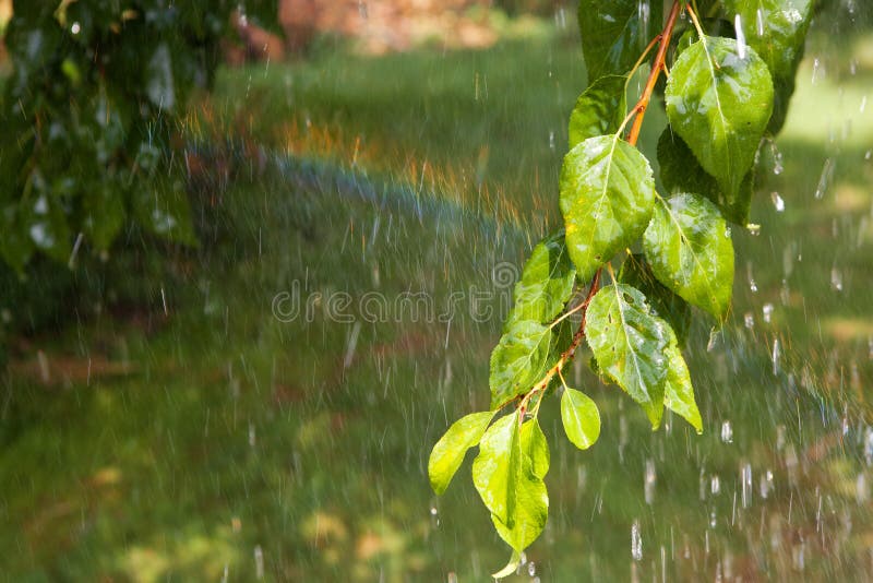 Heavy Rain stock photo. Image of clouds, color, nature - 55108490
