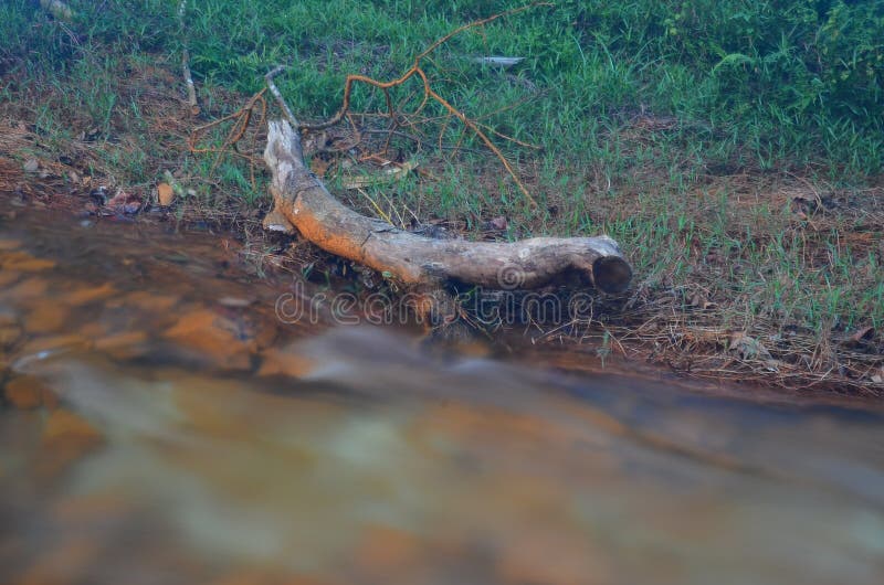 Branch of Tree with a Water Stream Stock Photo - Image of side, wood ...