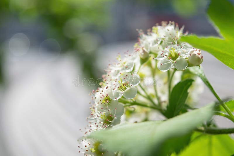 Branch of a Tree with White Flowers Stock Image - Image of fresh, plant ...