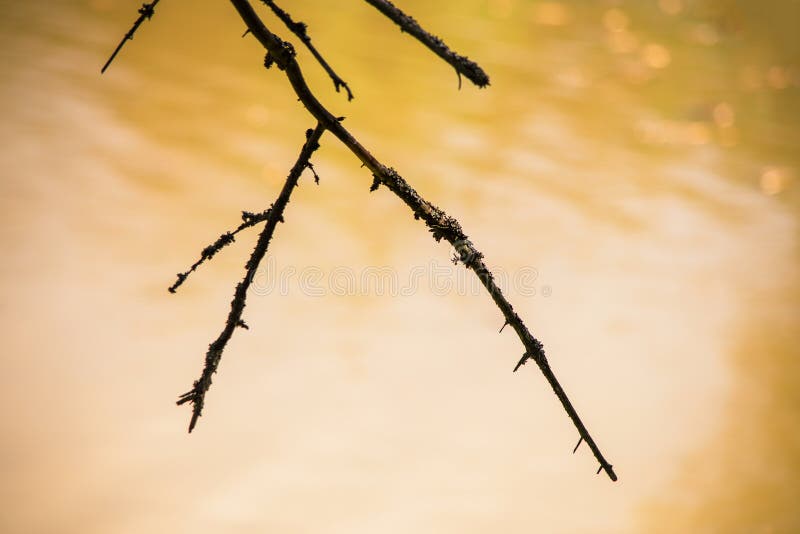Dry Branch of a Tree on a Yellow Background Stock Photo - Image of ...
