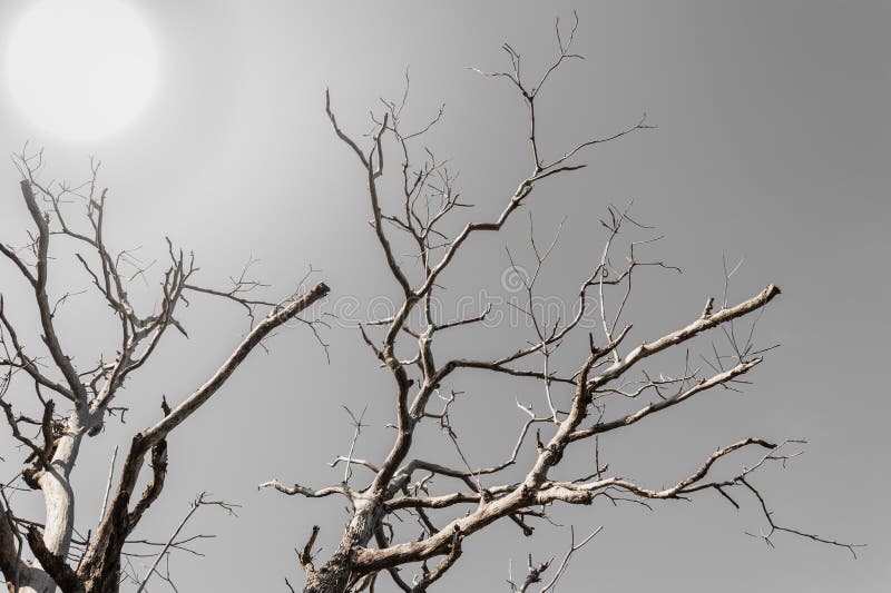 Branch Treee with Over Light Sun Stock Photo - Image of white, autumn ...