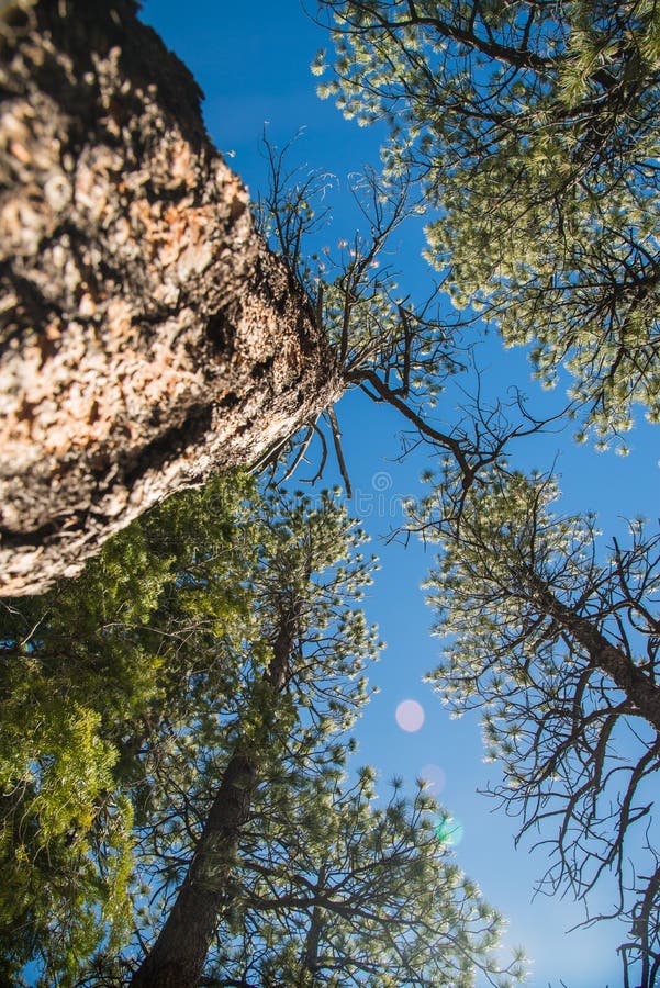 Branch Trees and Blue Sky in Elevation View and Sun Flare Stock Photo ...