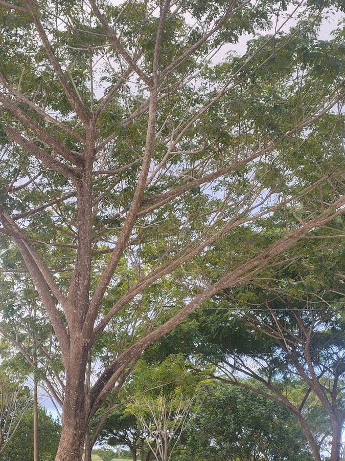 Branch of trembesi tree stock photo. Image of blossom - 250532226