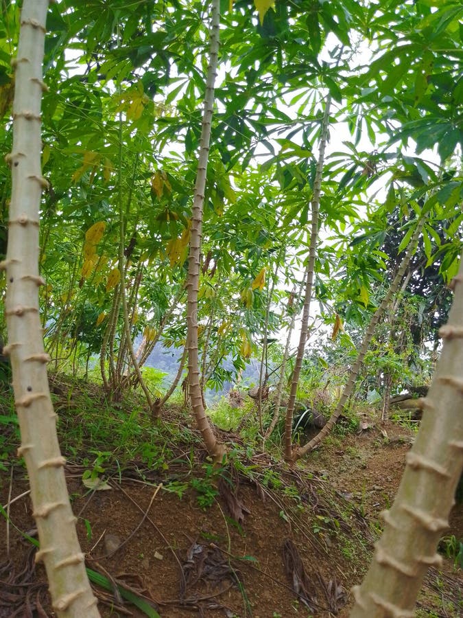 View of the Lush Tree Branches of a Cassava Tree Stock Photo - Image of ... View of the Lush Tree Branches of a Cassava Tree Stock Photo - Image of ...