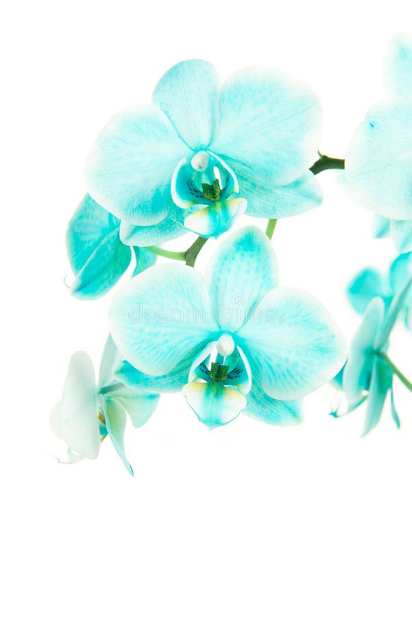 Branch with Turquoise Blooming Orchid Flowers Stock Photo - Image of ...