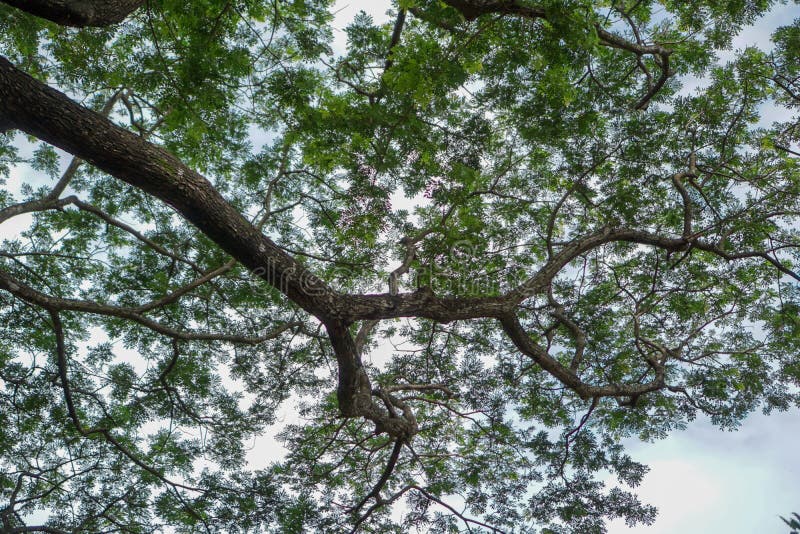 Branch Under a Tree with Green Leaves Stock Photo - Image of ...