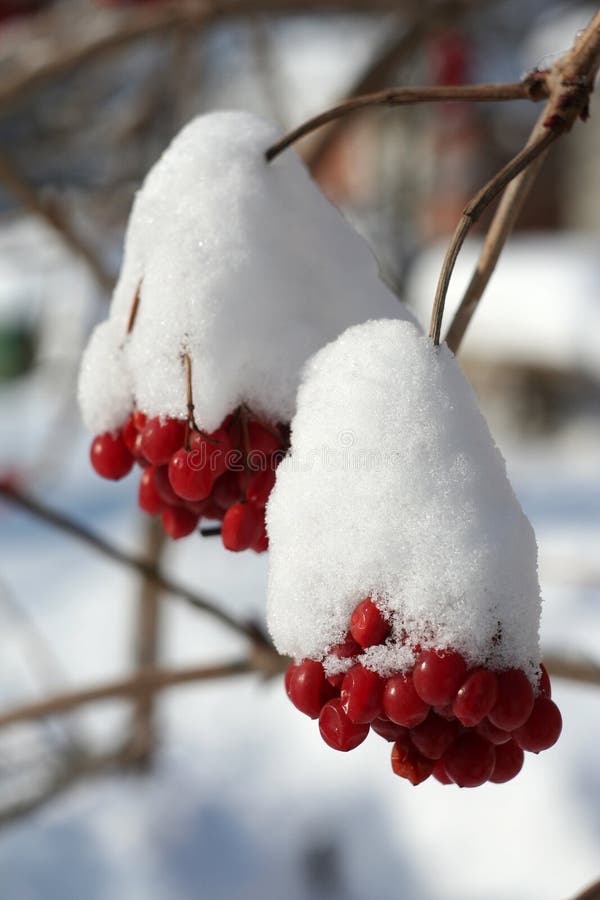 Branch of the Viburnum in Snow Stock Photo - Image of snow, berry: 8355236
