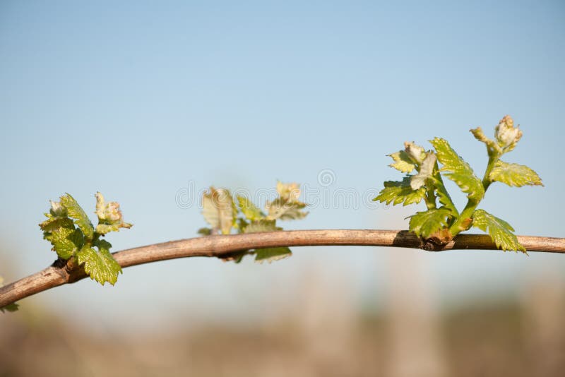 Branch of Vine with First Green Leaves in Vineyard in Early Spr Stock ...