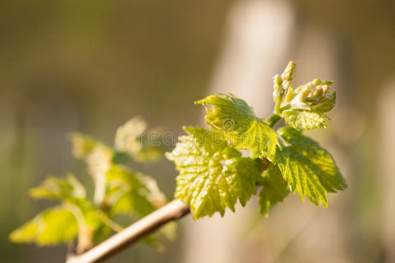 Branch of Vine with First Green Leaves in Vineyard in Early Spr Stock ...