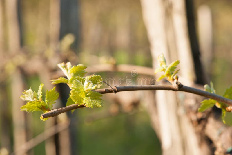 Branch of Vine with First Green Leaves in Vineyard in Early Spr Stock ...