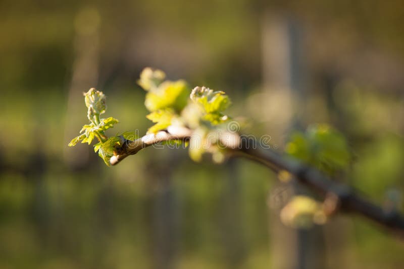 Branch of Vine with First Green Leaves in Vineyard in Early Spr Stock ...
