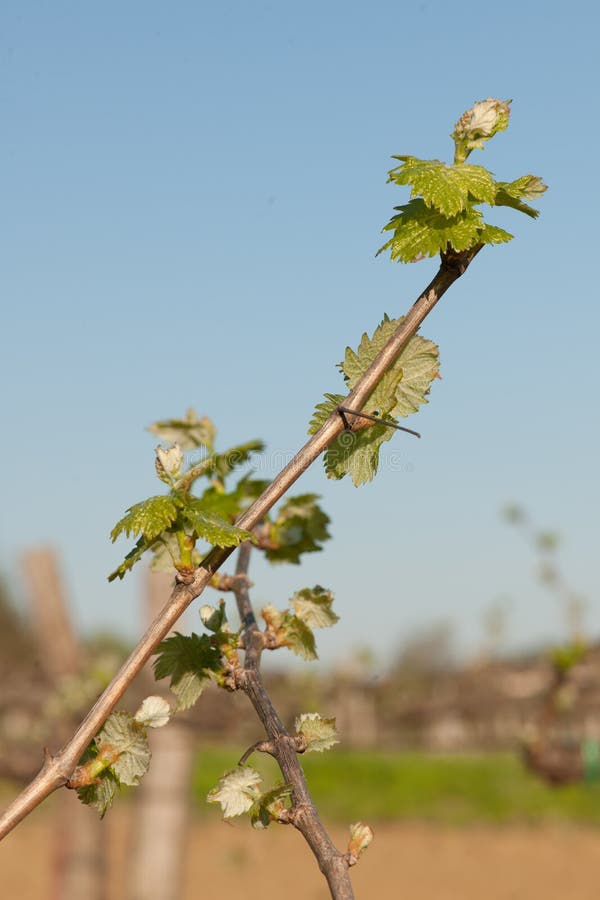 Branch of Vine with First Green Leaves in Vineyard in Early Spr Stock ...