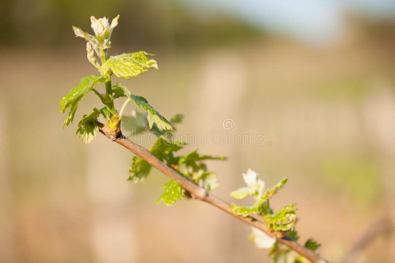 Branch of Vine with First Green Leaves in Vineyard in Early Spr Stock ...