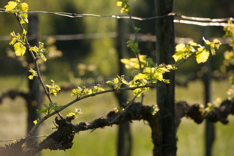 Branch of Vine with First Green Leaves in Vineyard in Early Spr Stock ...