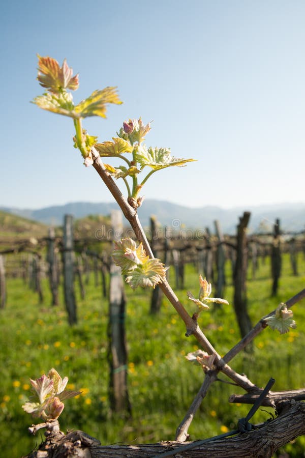 Branch of Vine with First Green Leaves in Vineyard in Early Spring ...
