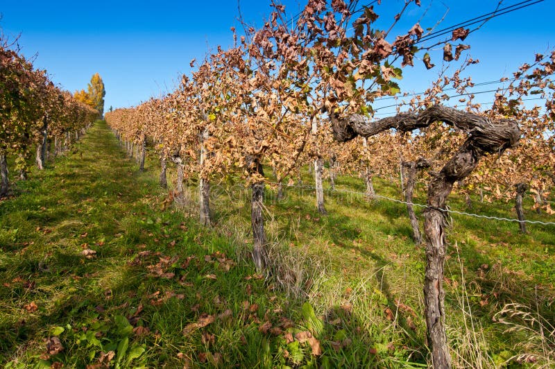 Branch of a Vine in Vineyard Stock Image - Image of crust, blue: 21898319