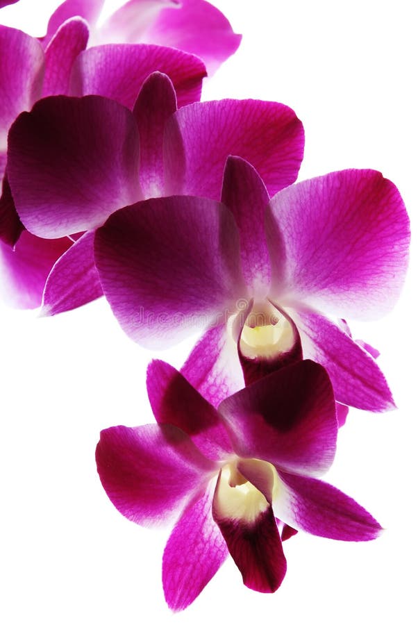 Beautiful Violet Orchid at Garden Stock Image - Image of natural ...