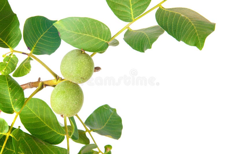 Branch of walnut stock photo. Image of summer, branch - 58358000