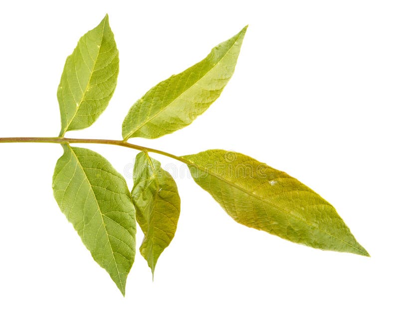 A Branch of a Walnut Tree. Isolated on White Stock Photo - Image of ...