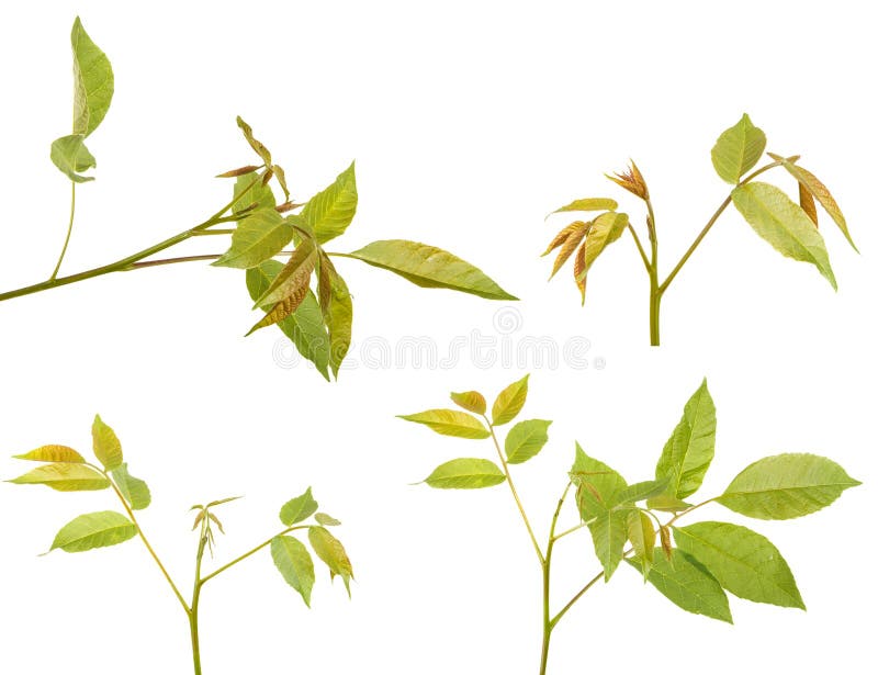 A Branch of a Walnut Tree. Isolated on White. Set Stock Photo - Image ...