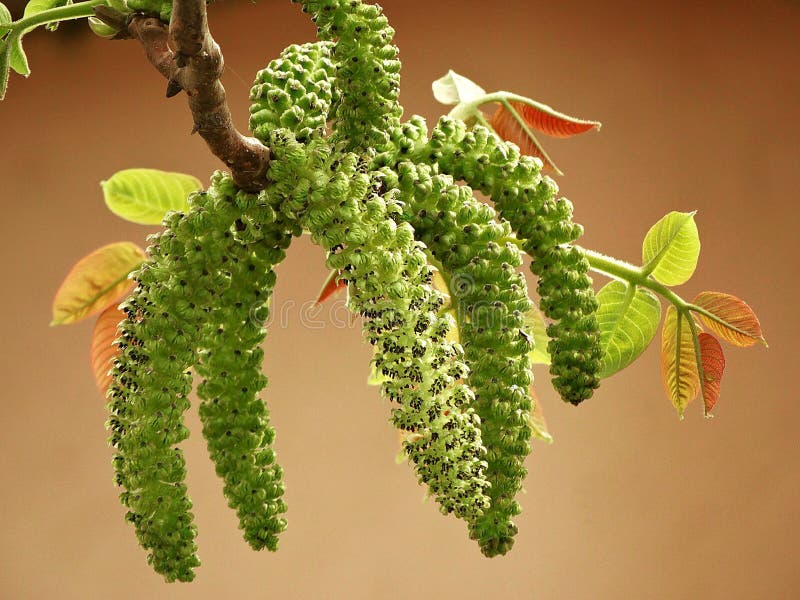 Walnut catkins stock photo. Image of nature, catkins - 142624920