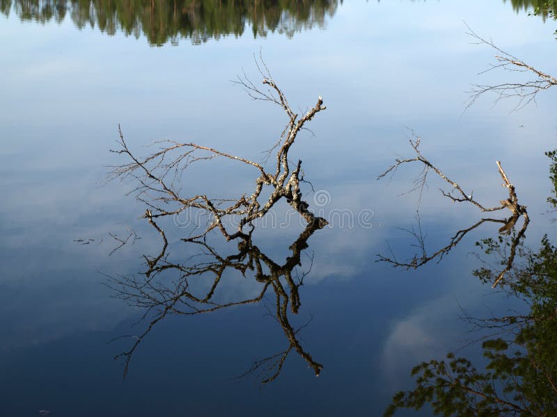 Branch in water . stock image. Image of fishing, serenity - 11402773