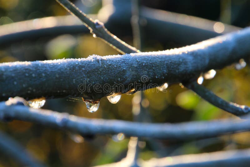 Branch with water drop stock image. Image of raindrop - 80091919