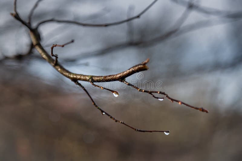 A Branch with Water Drops after the Rain Stock Photo - Image of water ...