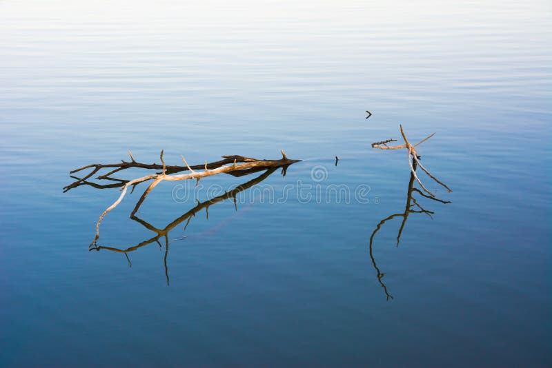 Branch in the Water stock image. Image of blue, branch - 30737375