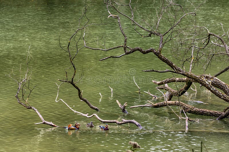 Tree Branch Over A Water With Reflections Stock Image - Image of spring ...