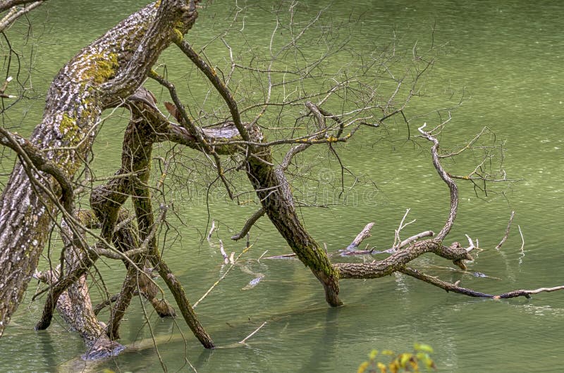Tree Branch Over A Water With Reflections Stock Image - Image of spring ...