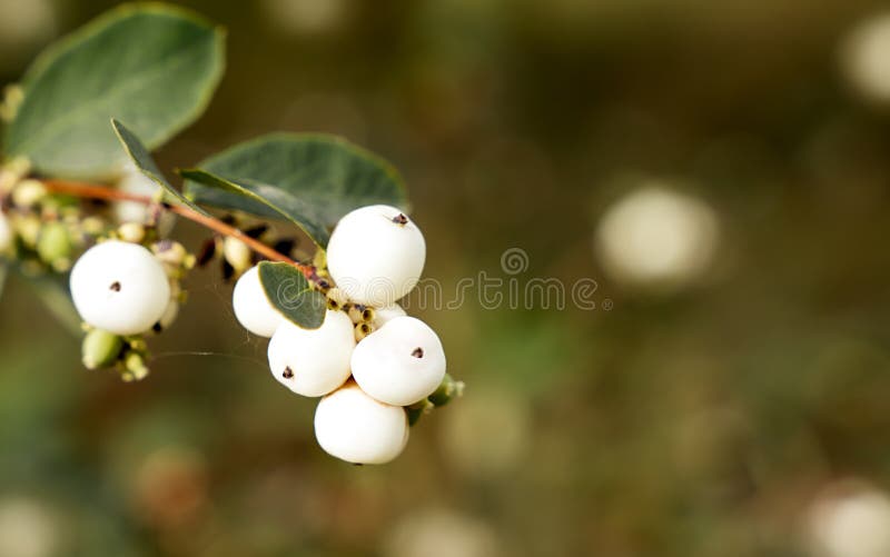 White berries on a bush stock image. Image of thorn, autumn - 60038883
