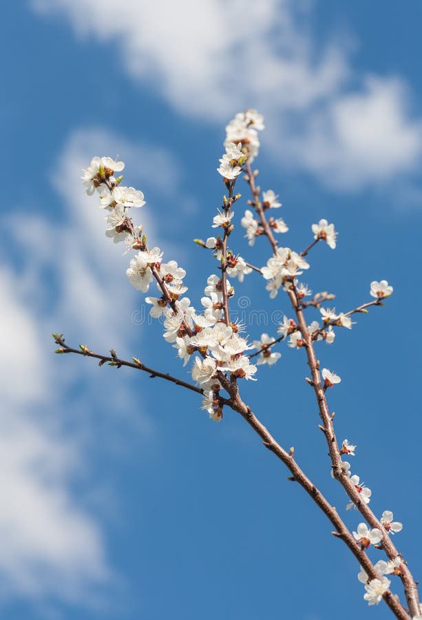 Branch with White Blossoms. Stock Photo - Image of growth, apricot ...
