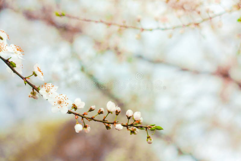 Branch with White Blossoms stock photo. Image of april - 37006358