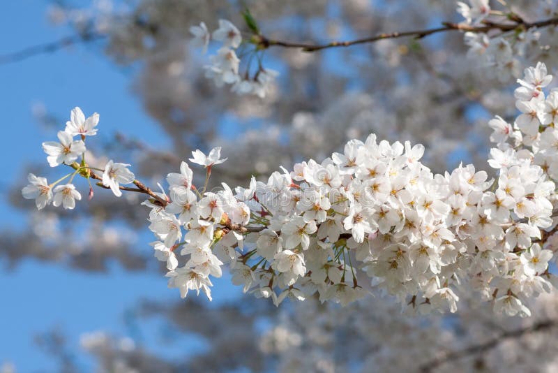 Branch of White Cherry Blossoms Stock Image - Image of cherry, spring ...