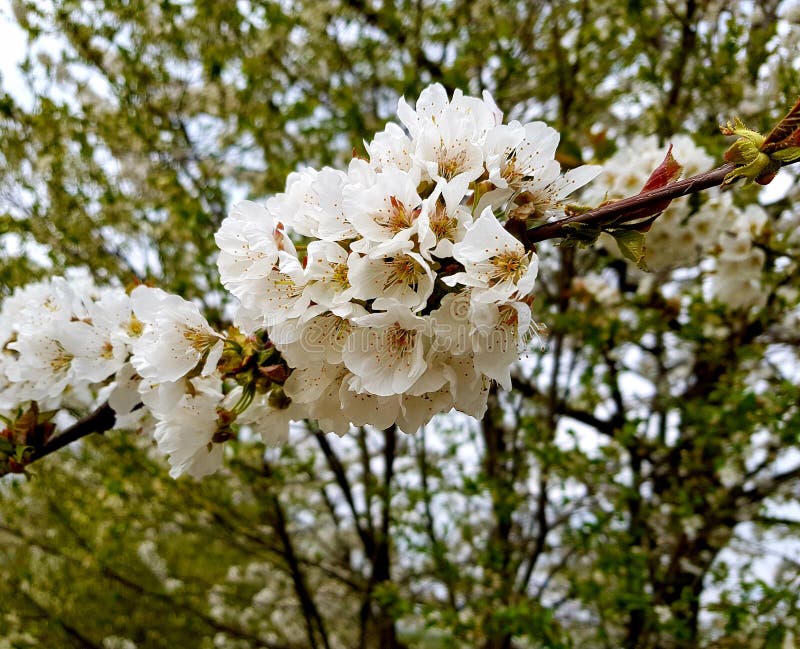 Branch of white flowers stock photo. Image of blossom - 214327798