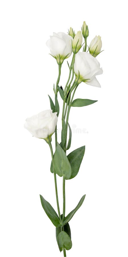 Branch White Flowers Isolated on White. Eustoma. Stock Image - Image of ...