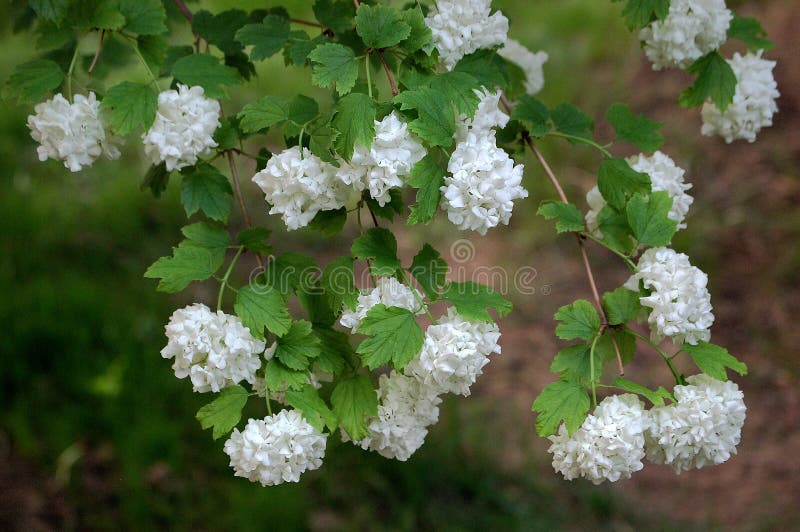 Hydrangea stock photo. Image of branch, trees, green - 115694408