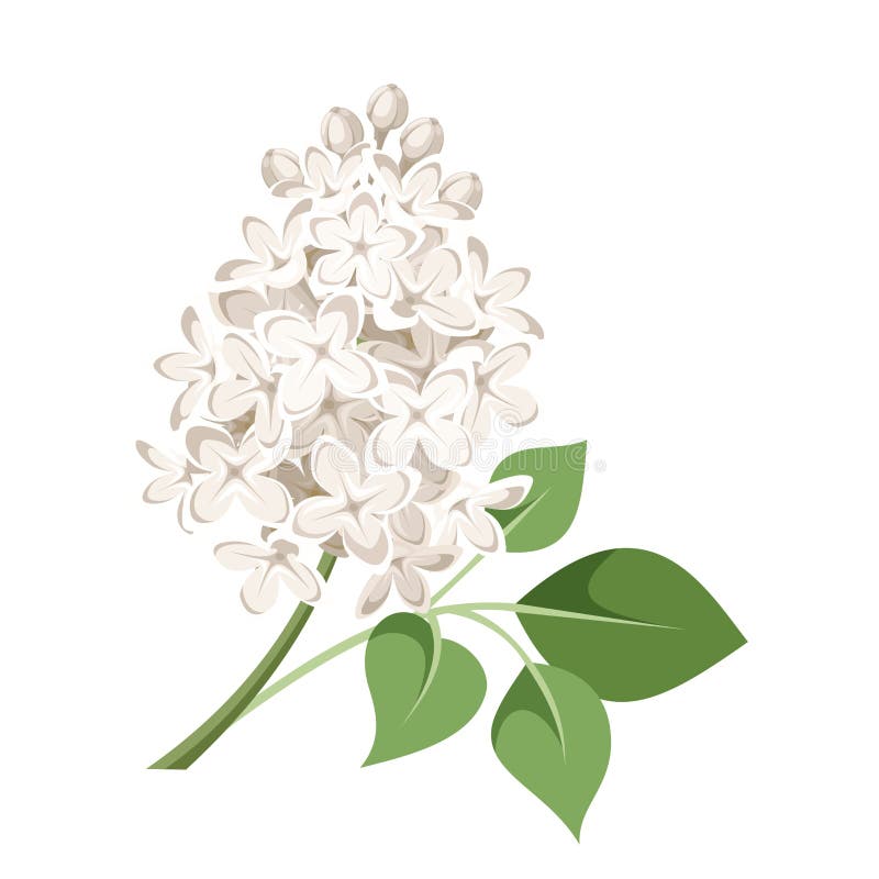 Branch of White Lilac Flowers. Vector Illustration. Stock Illustration ...