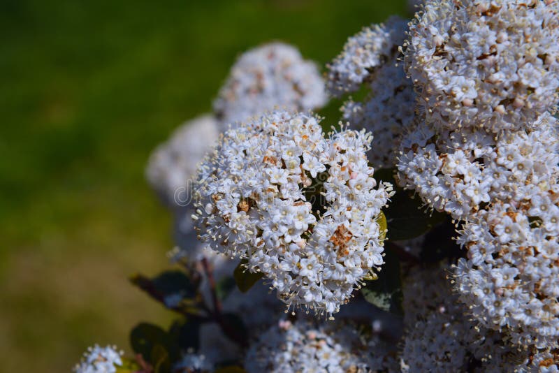 Branch with White Odorous Spring Flowers Stock Image - Image of spring ...