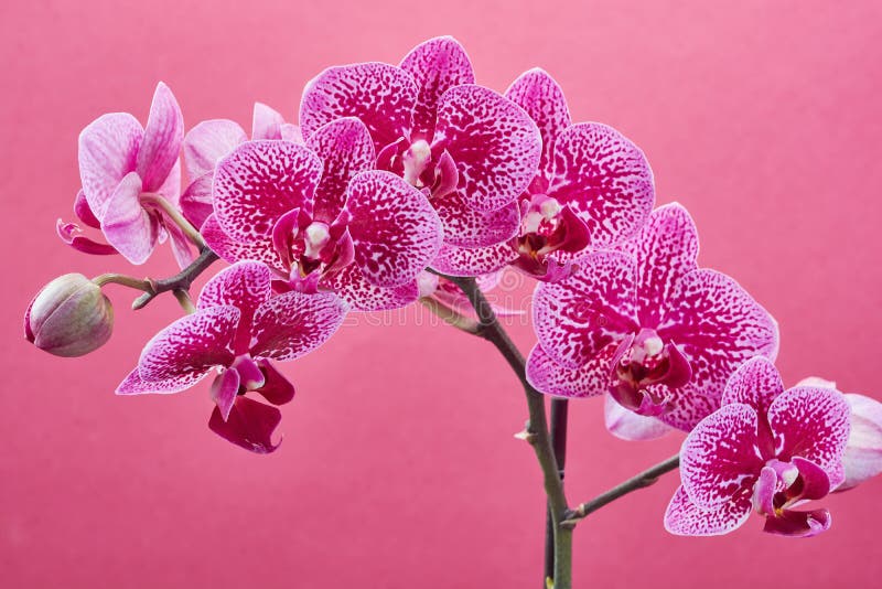 A Branch of White-pink Orchids on a Pink Background Close-up Stock ...