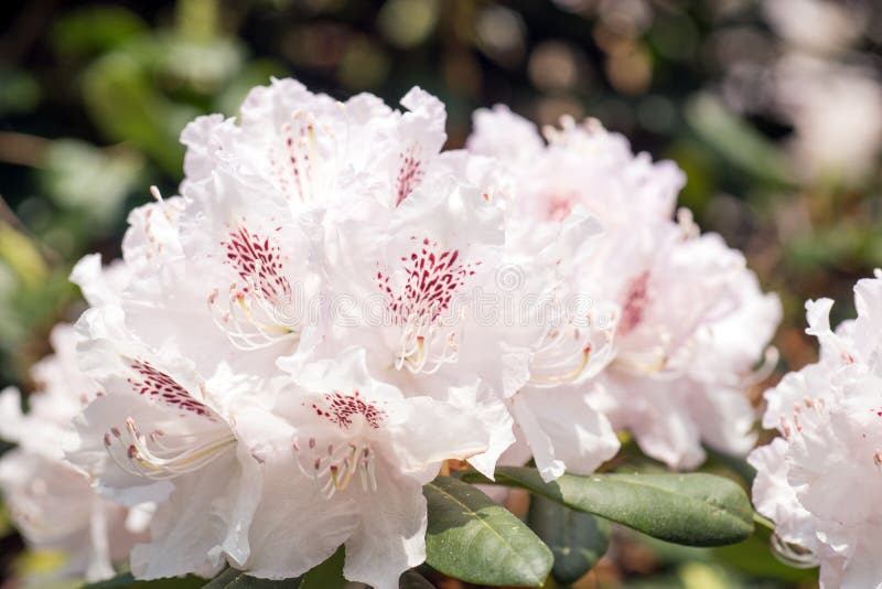 Branch of White Rhododendron Bush Stock Photo - Image of petal, blossom ...