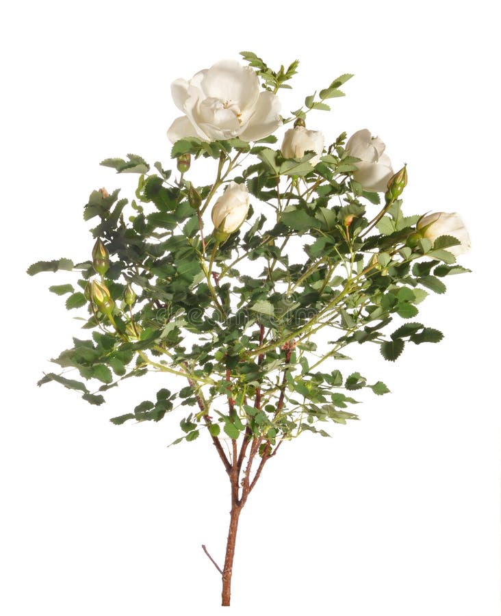 Branch of a white rose stock image. Image of garden, stamens - 20008875