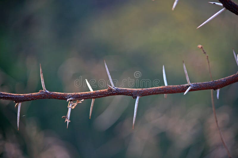LONG SHARP WHITE THORNS on a BRANCH Stock Image - Image of daytime ...