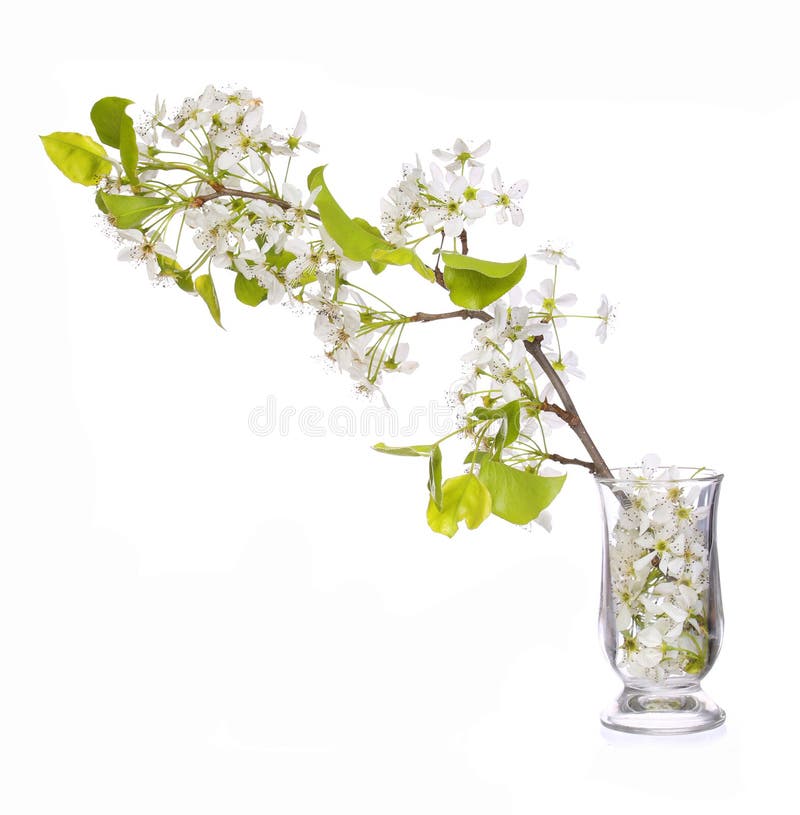 Branch with White Spring Blossoms in Glass Vase Isolated Stock Image ...
