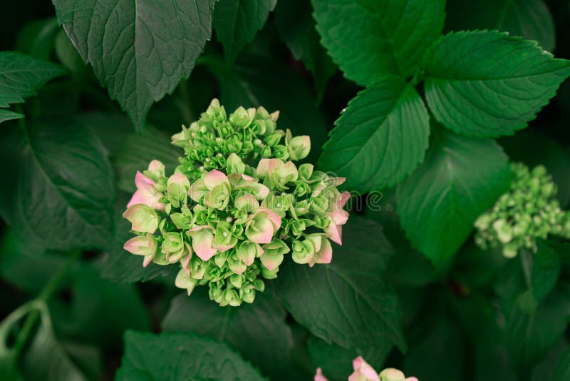 A branch of wild hydrangea stock photo. Image of beauty - 256349860