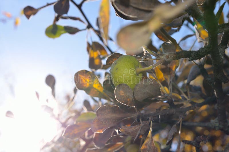 Branch of wild pear stock photo. Image of lifestyle, pear - 27943244