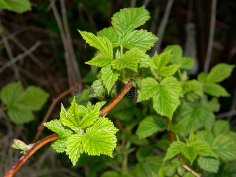 Branch of Wild Raspberry Bush Stock Photo - Image of raspberry, leaves ...