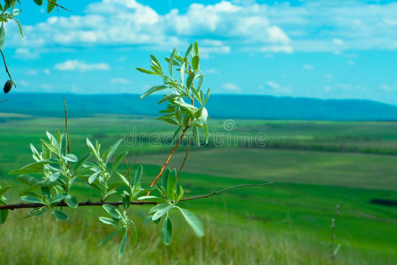 A Branch of a Wild Tree Against the Background of Green Fields and Blue ...