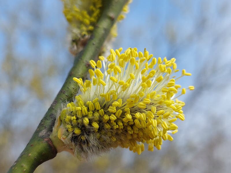 Branch of willow stock photo. Image of sign, salix, branch - 274561230